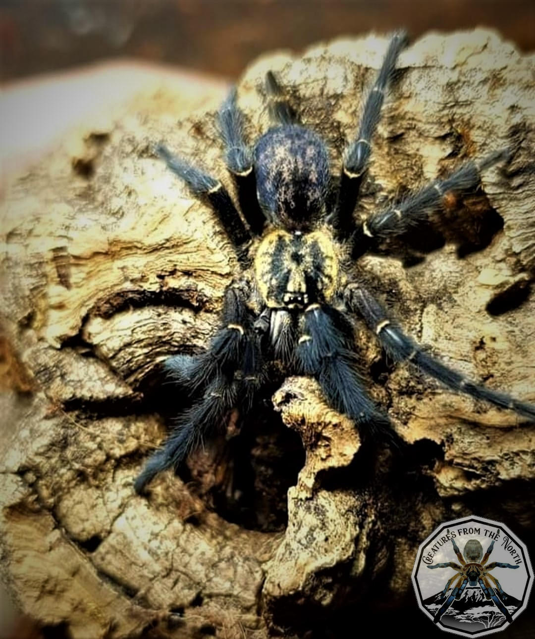 Heterothele gabonensis / Gabon Blue Dwarf Baboon 1fh (0,5cm)