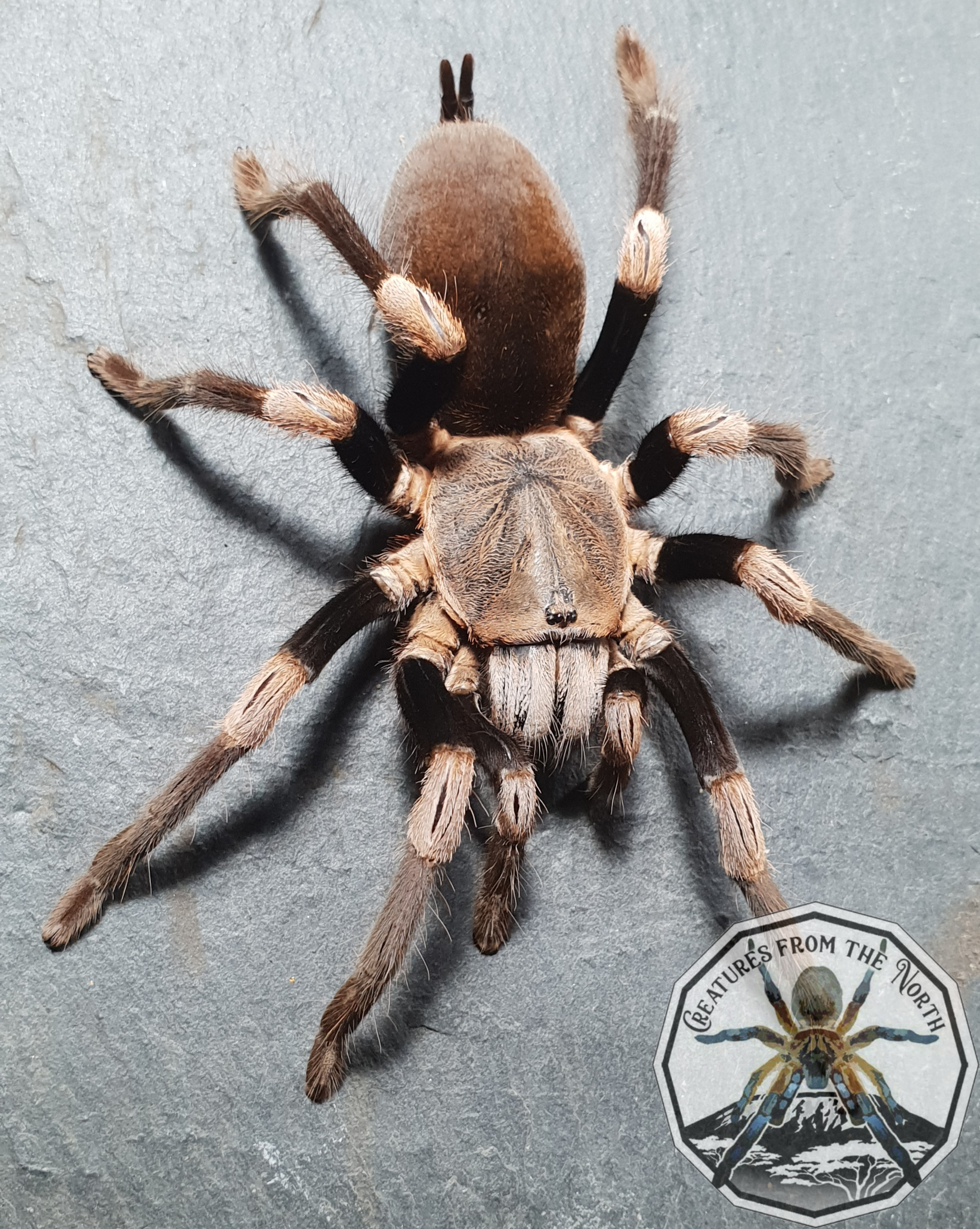 Haplocosmia himalayana / Himalayan earthtiger 2-3cm