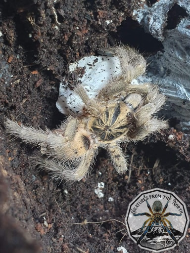 Neoholothere incei classic / Trinidad olive 3fh (1-2cm)