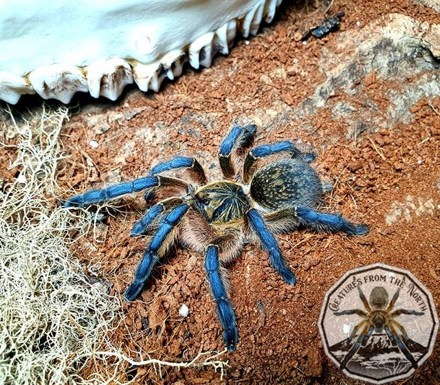 Harpactira pulchripes / Golden blue leg baboon 3-3.5 cm BODY (DC) [F]