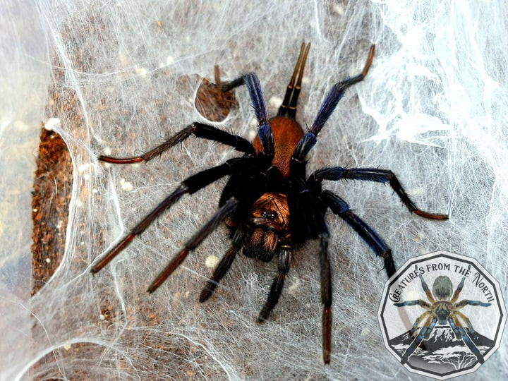 Linothele megatheloides SUB ADULT