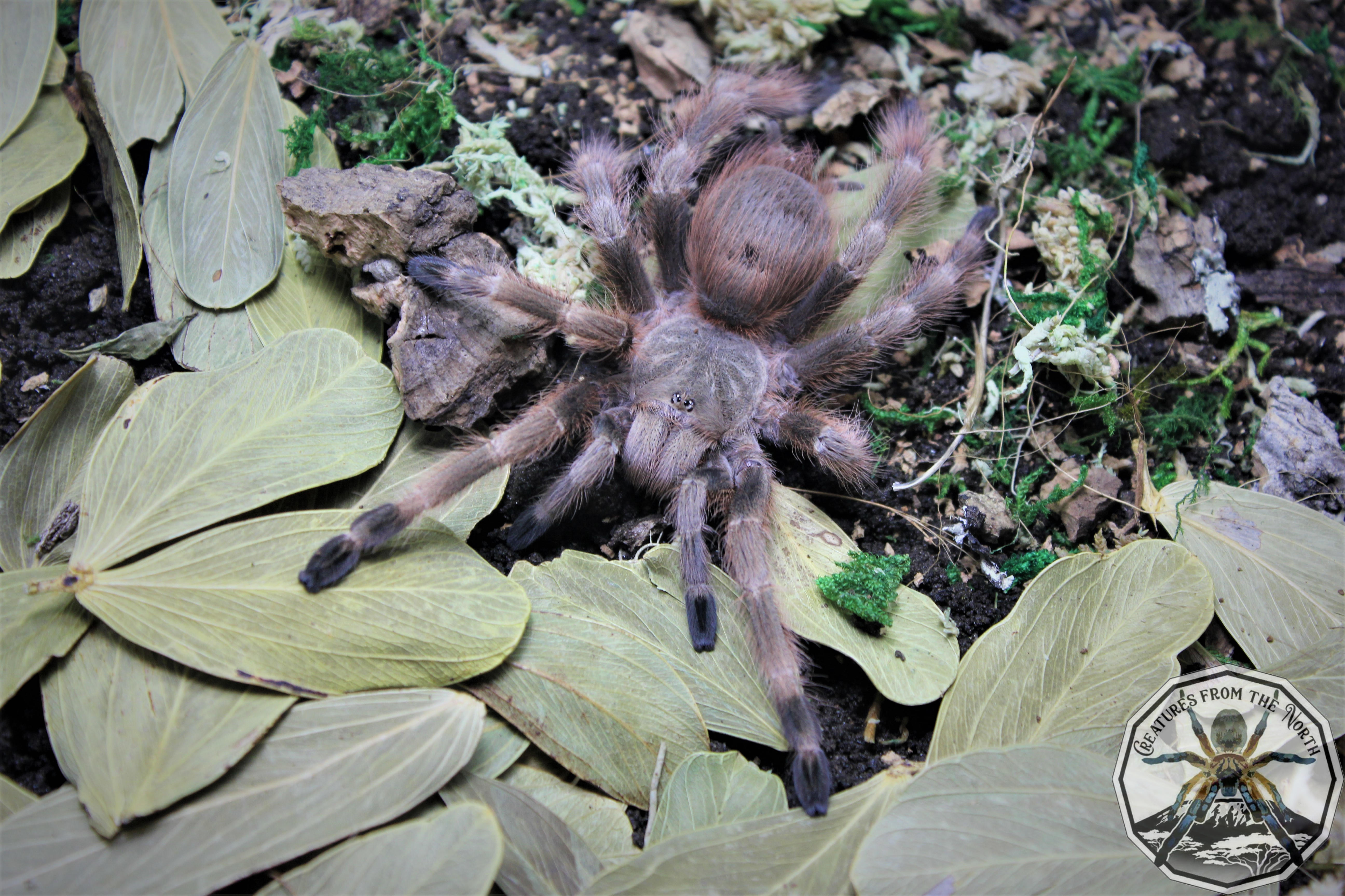 Nhandu tripepii / Brazilian Giant Blonde 4fh (1cm)