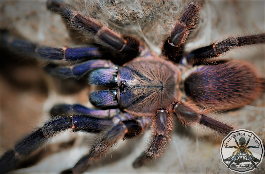 Orphnaecus sp blue Panay / Blue panay earthtiger 3fh (1cm)