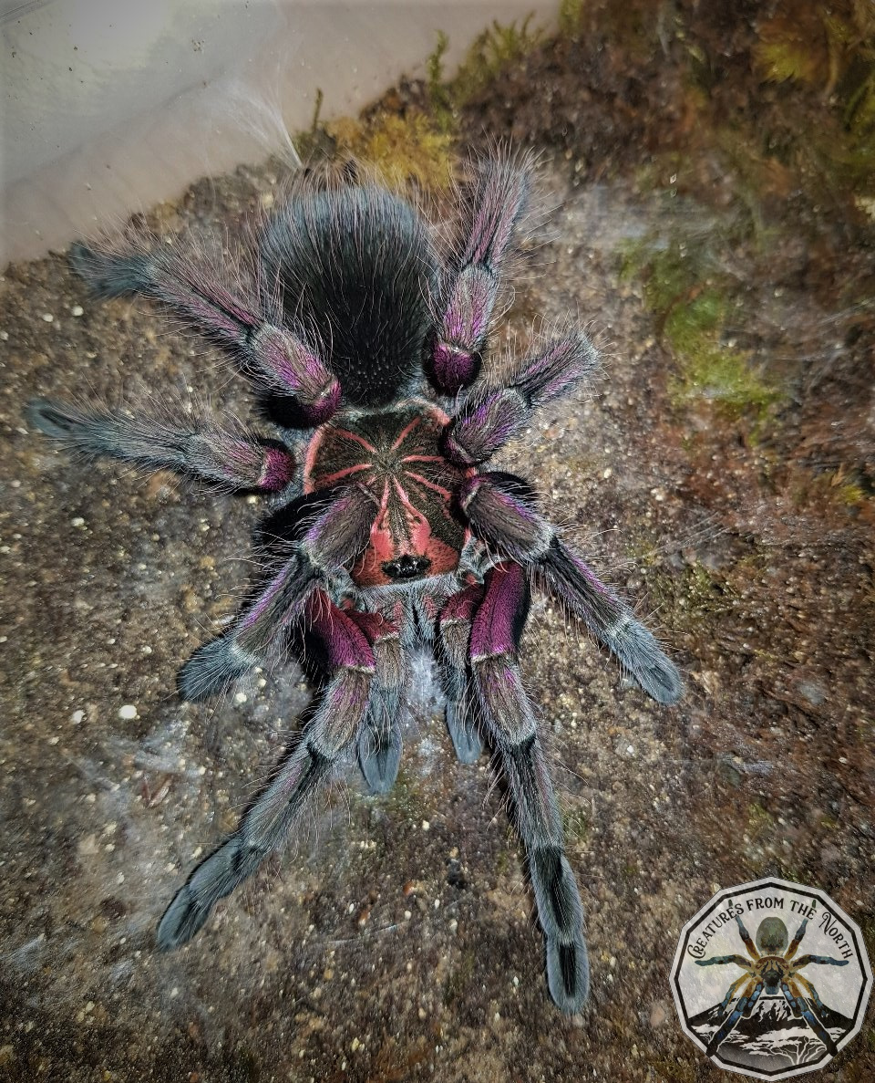 Pamphobeteus machala / Purple Bloom 1fh (2-3cm)