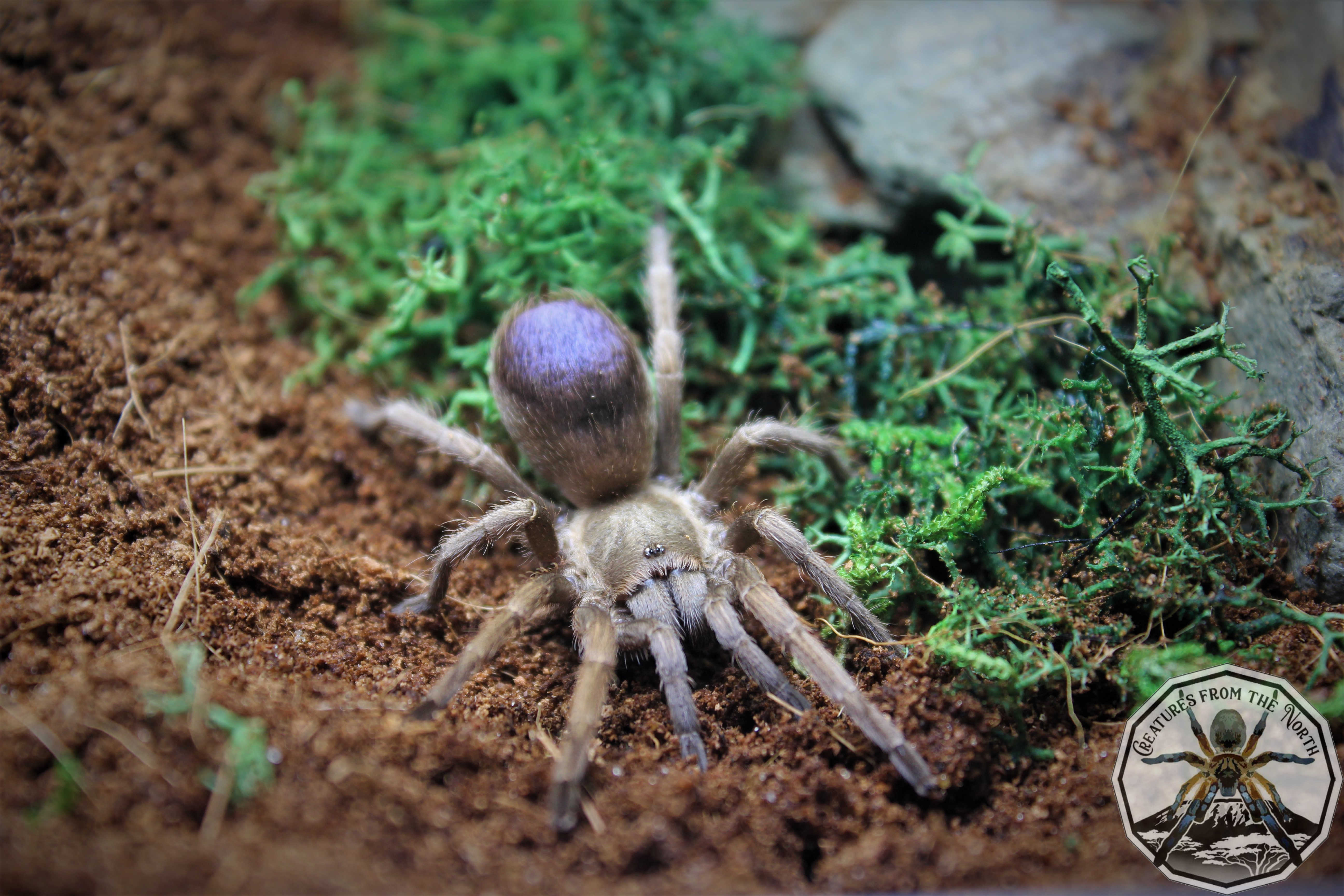 Pseudhapalopus sp blue / Colombian bluebotty tarantula 5fh RARE (2-3cm)