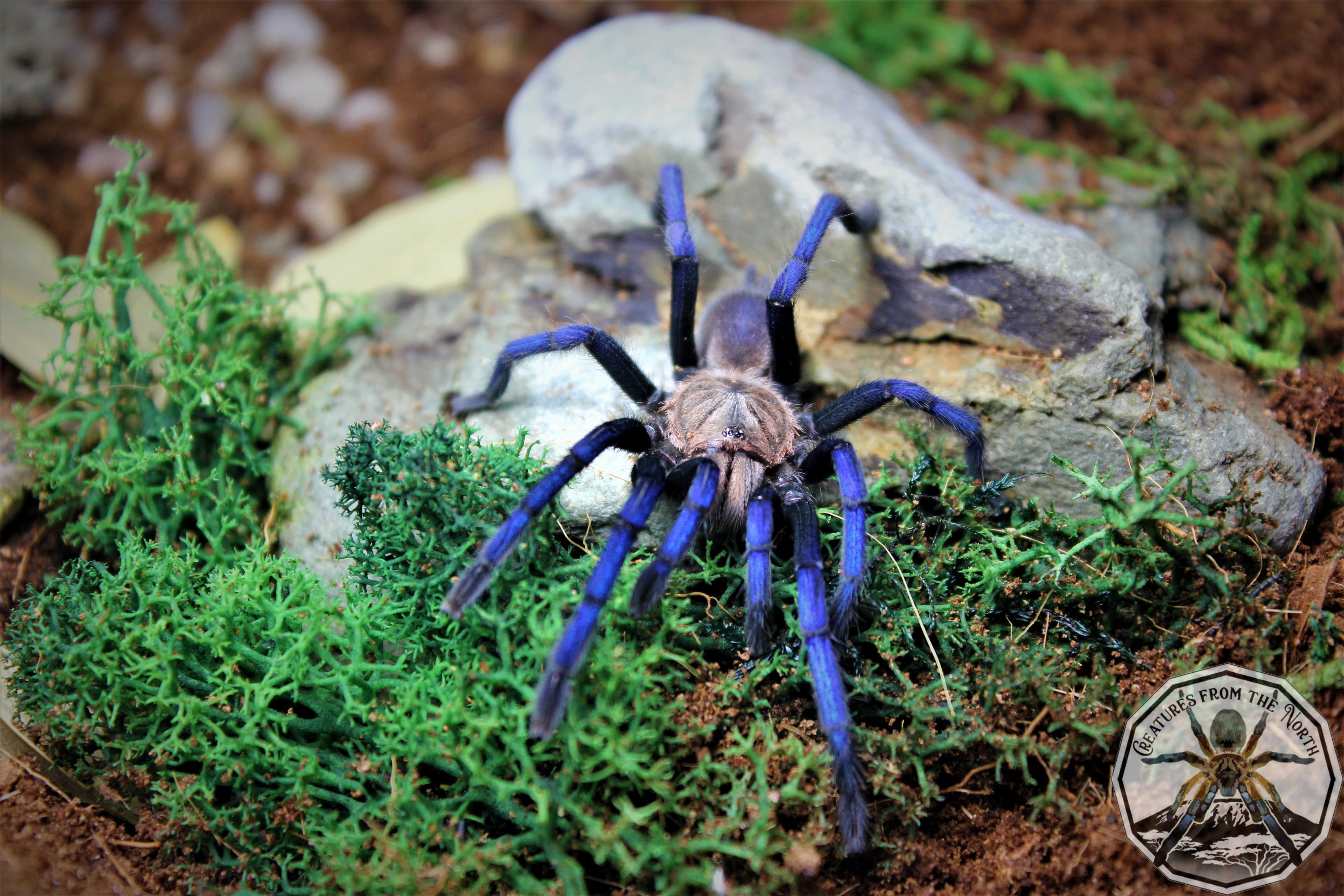 Birupes simoroxigorum / Selenocosmiinae sp Biru / Metallic blue ...