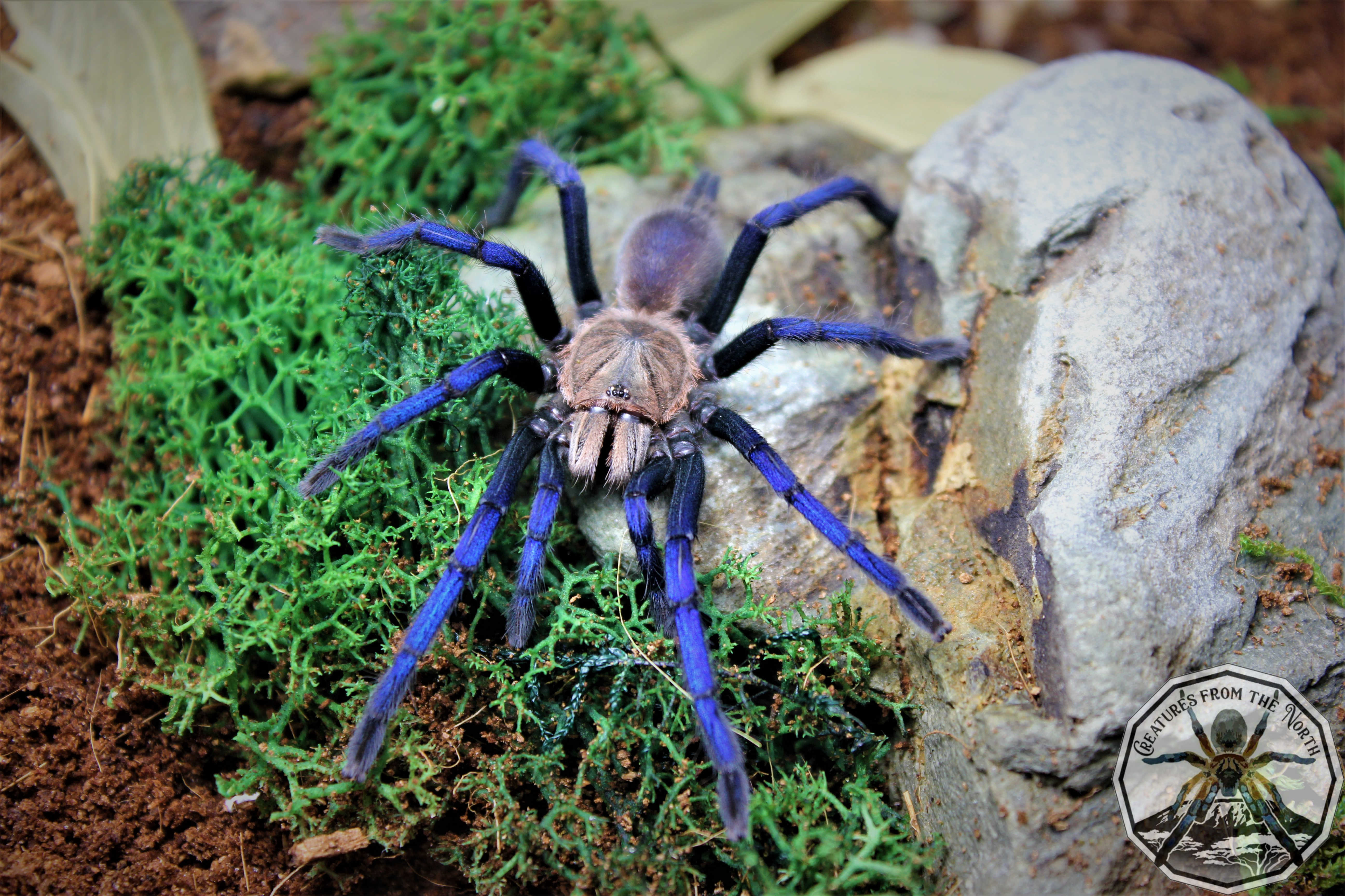 Birupes simoroxigorum / Selenocosmiinae sp Biru / Metallic blue ...