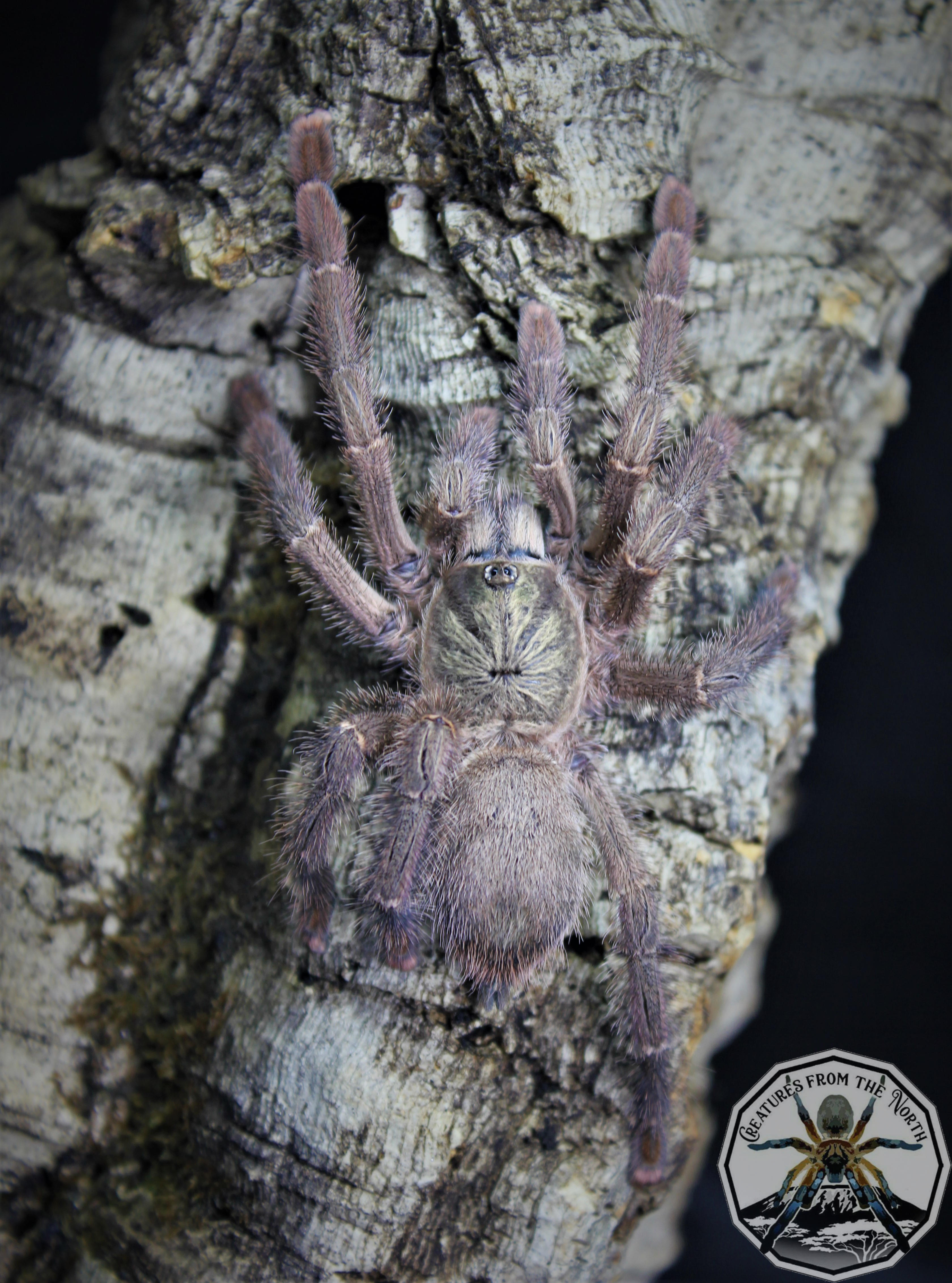 Caribena laeta / Puerto Rican Pink Toe 1fh (1-2cm)