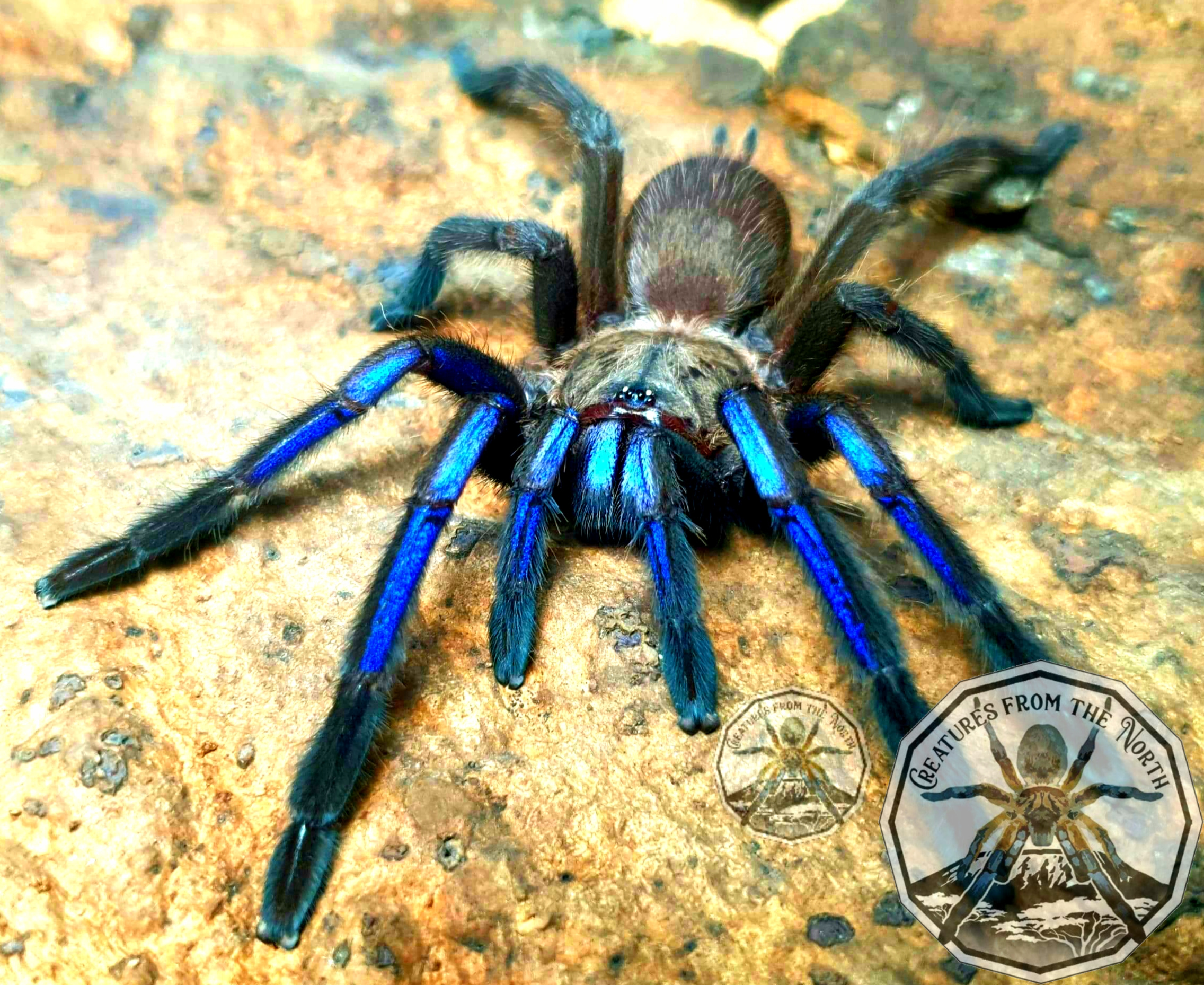 Chilobrachys electric blue / Electric Blue Earthtiger 2fh (1-2cm)