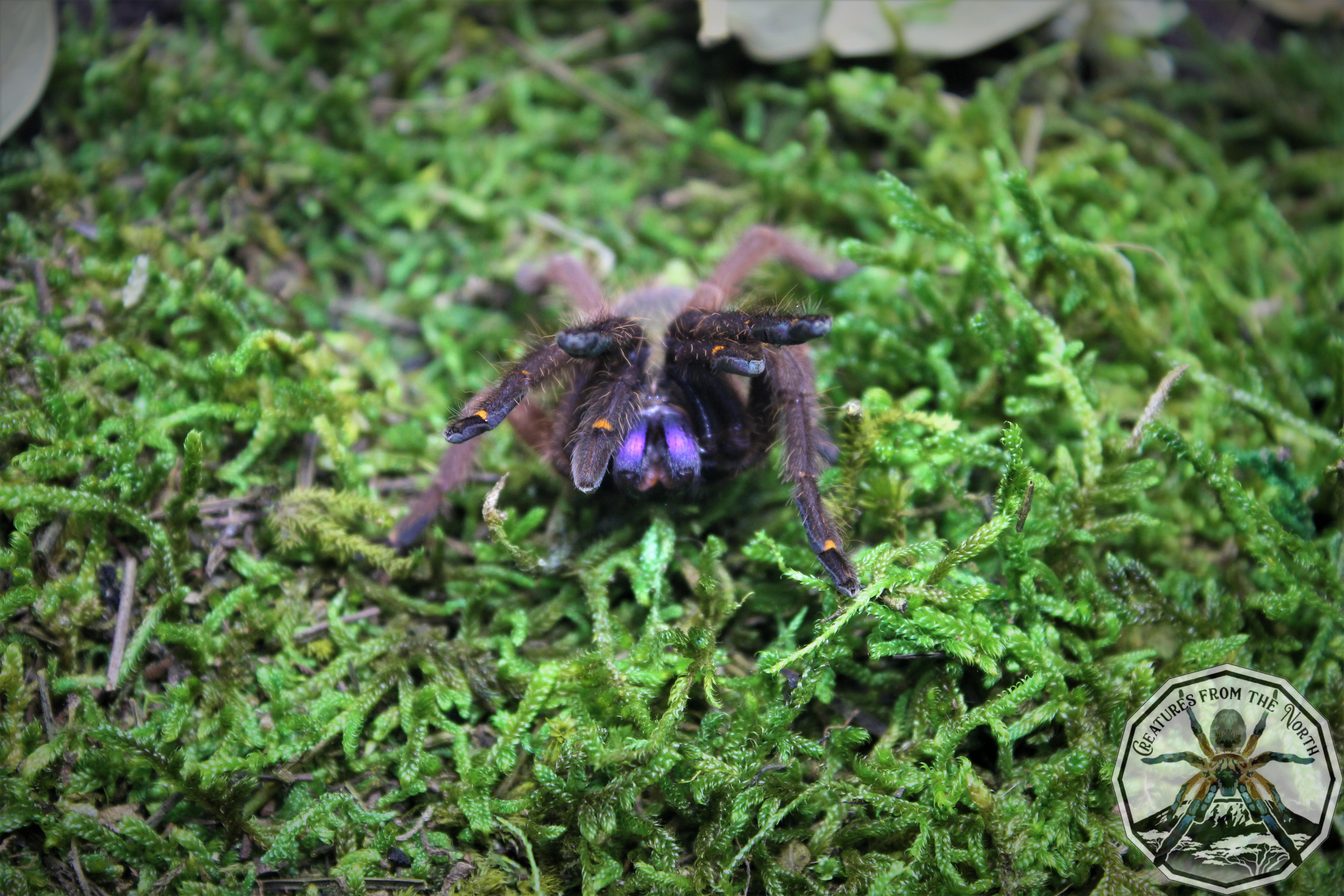 Ephebopus cyanognathus / Blue fang 2fh (2cm)