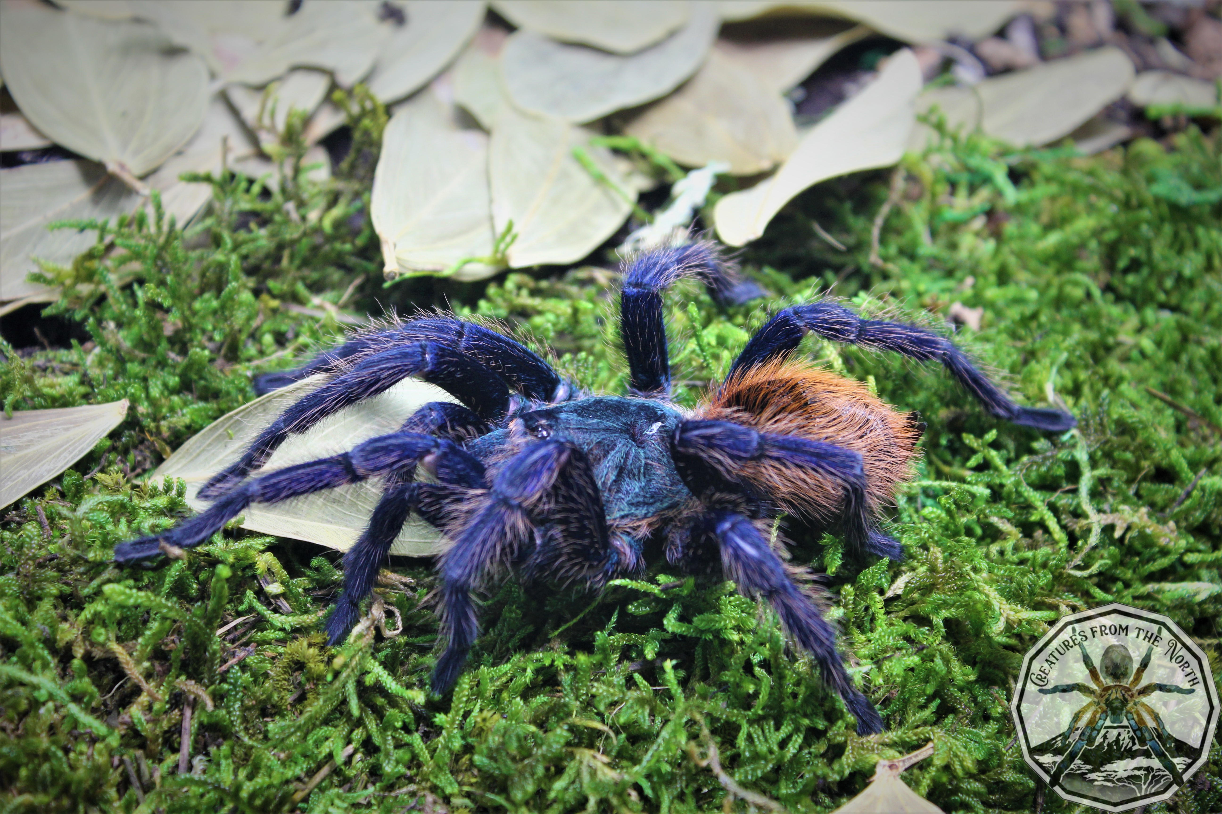 Chromatopelma cyaneopubescens / Green bottle blue female 2.5 cm body ...