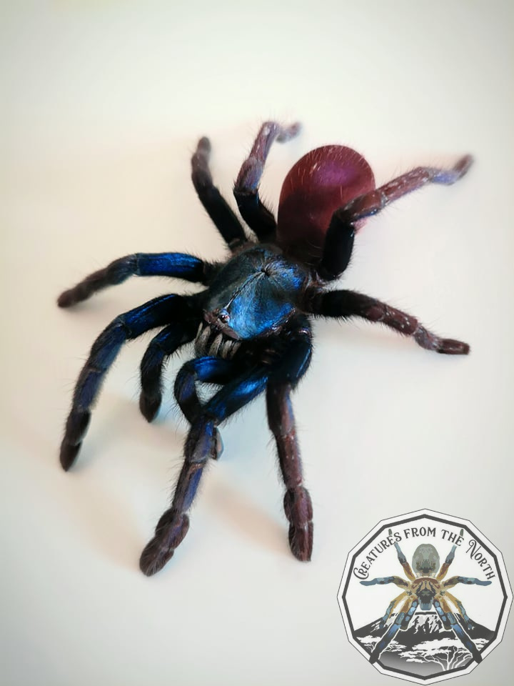 Haploclastus devamata / LSD earthtiger 7fh (4-5cm)