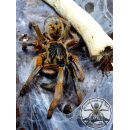 !!CFTN !! - LARGEST UK SPIDER BREEDING SHOP AND EQUIPMENT