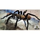 !!CFTN !! - LARGEST UK SPIDER BREEDING SHOP AND EQUIPMENT