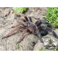 Lyrognathus gianisposatoi / Sumatran stout leg 1fh (1cm)