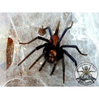 Linothele megatheloides SUB ADULT