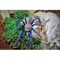 Birupes simoroxigorum / Selenocosmiinae sp Biru / Metallic blue ...