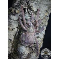 Caribena laeta / Puerto Rican Pink Toe 1fh (1-2cm)