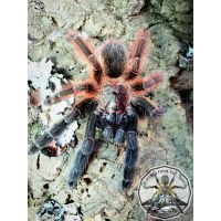 Psalmopoeus victori / Mexican half-half 1fh RARE (2cm)