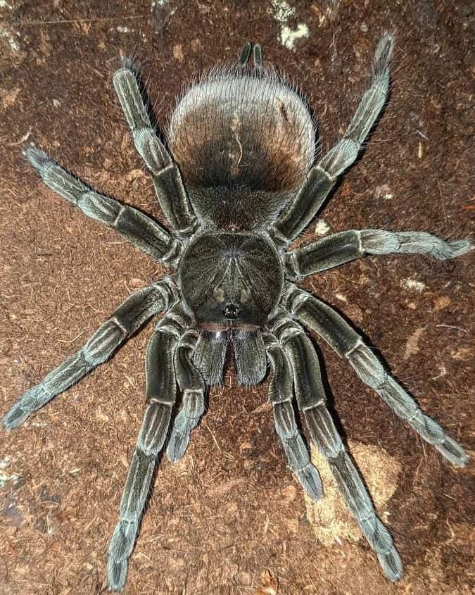 Pamphobeteus cascada / Cascada birdeater (5-8cm)
