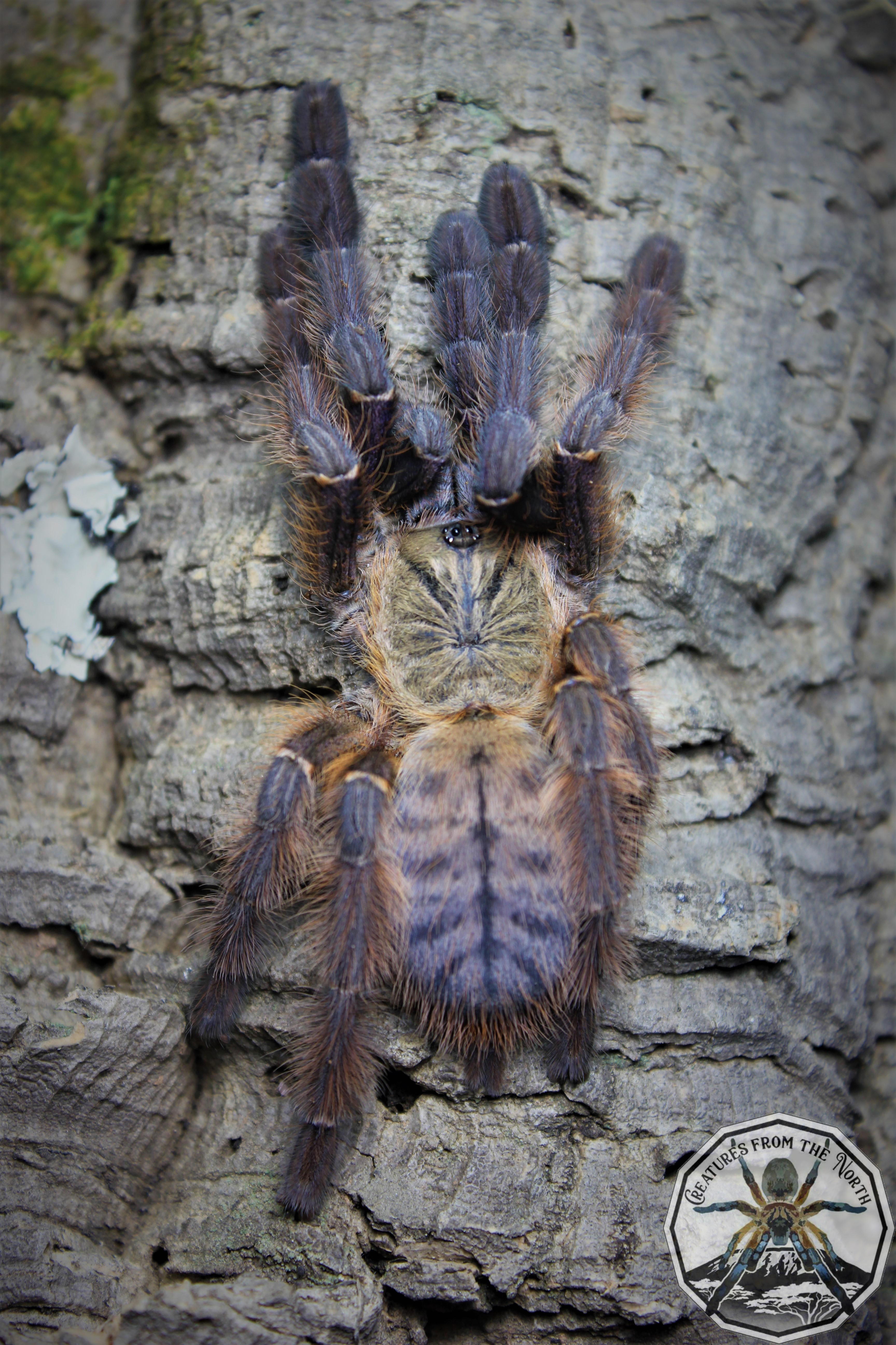 Phormingochilus everetti 2fh 2cm