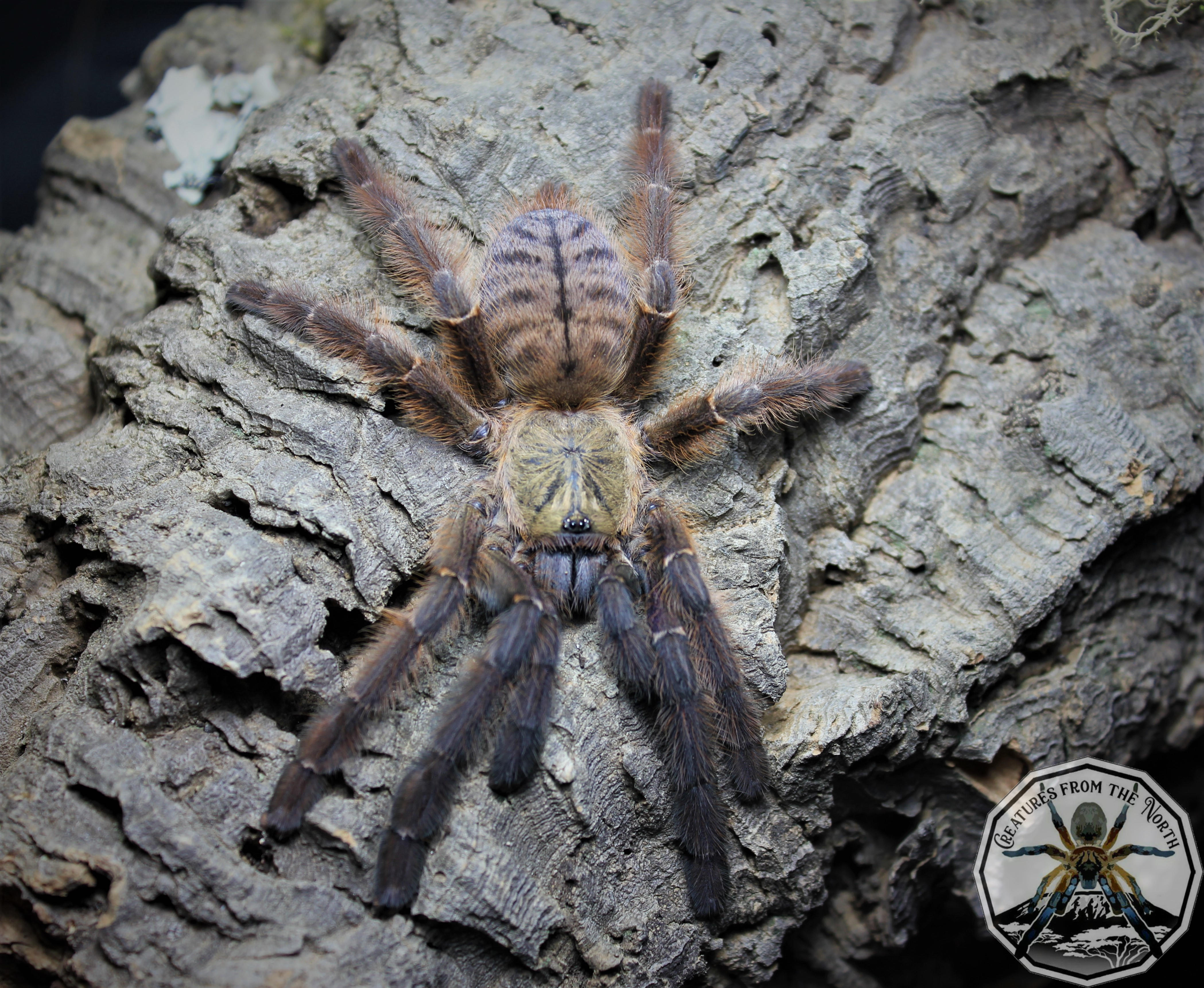 Phormingochilus everetti 2fh 2cm