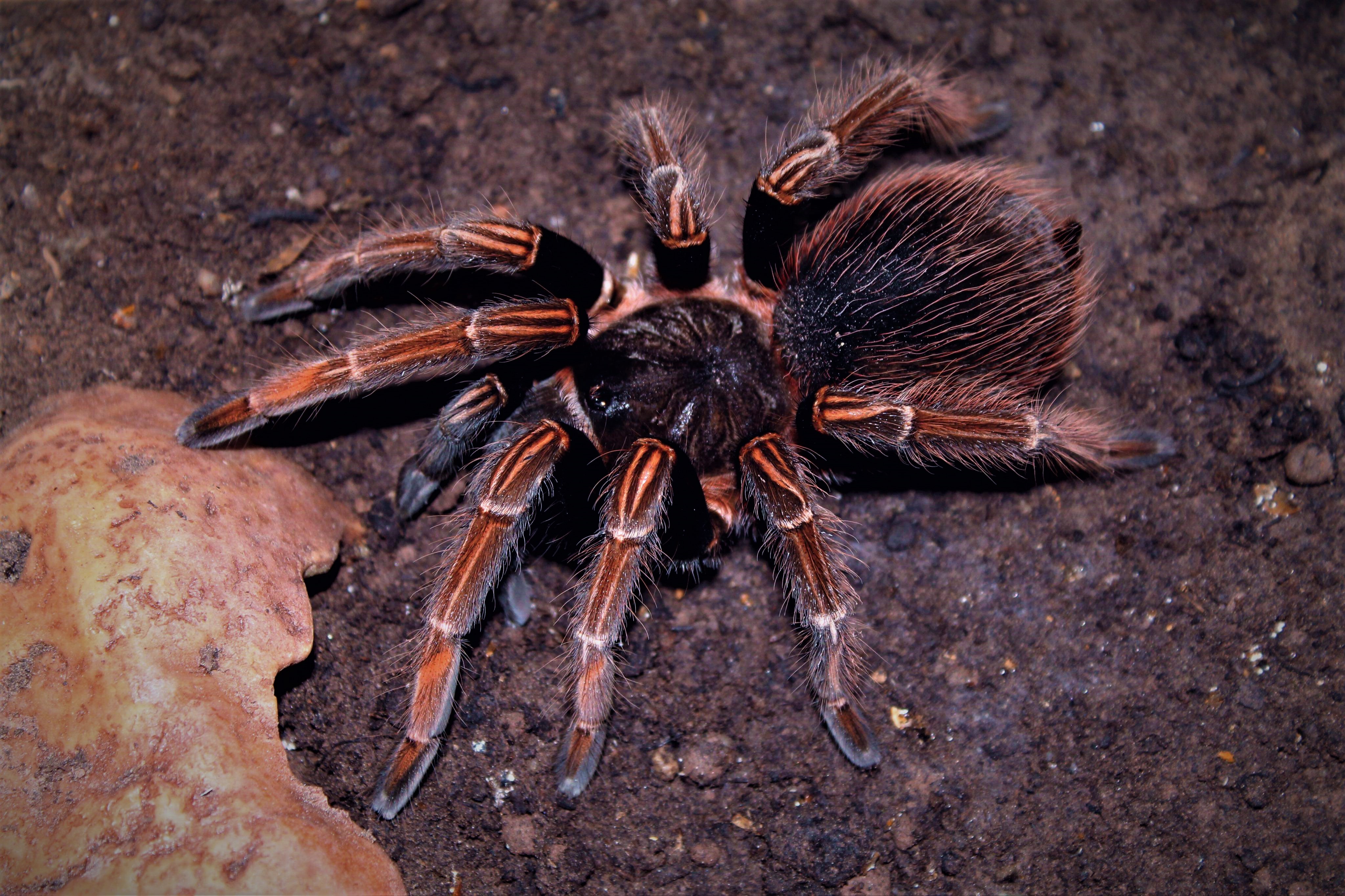 Sericopelma Sp Santa Catalina