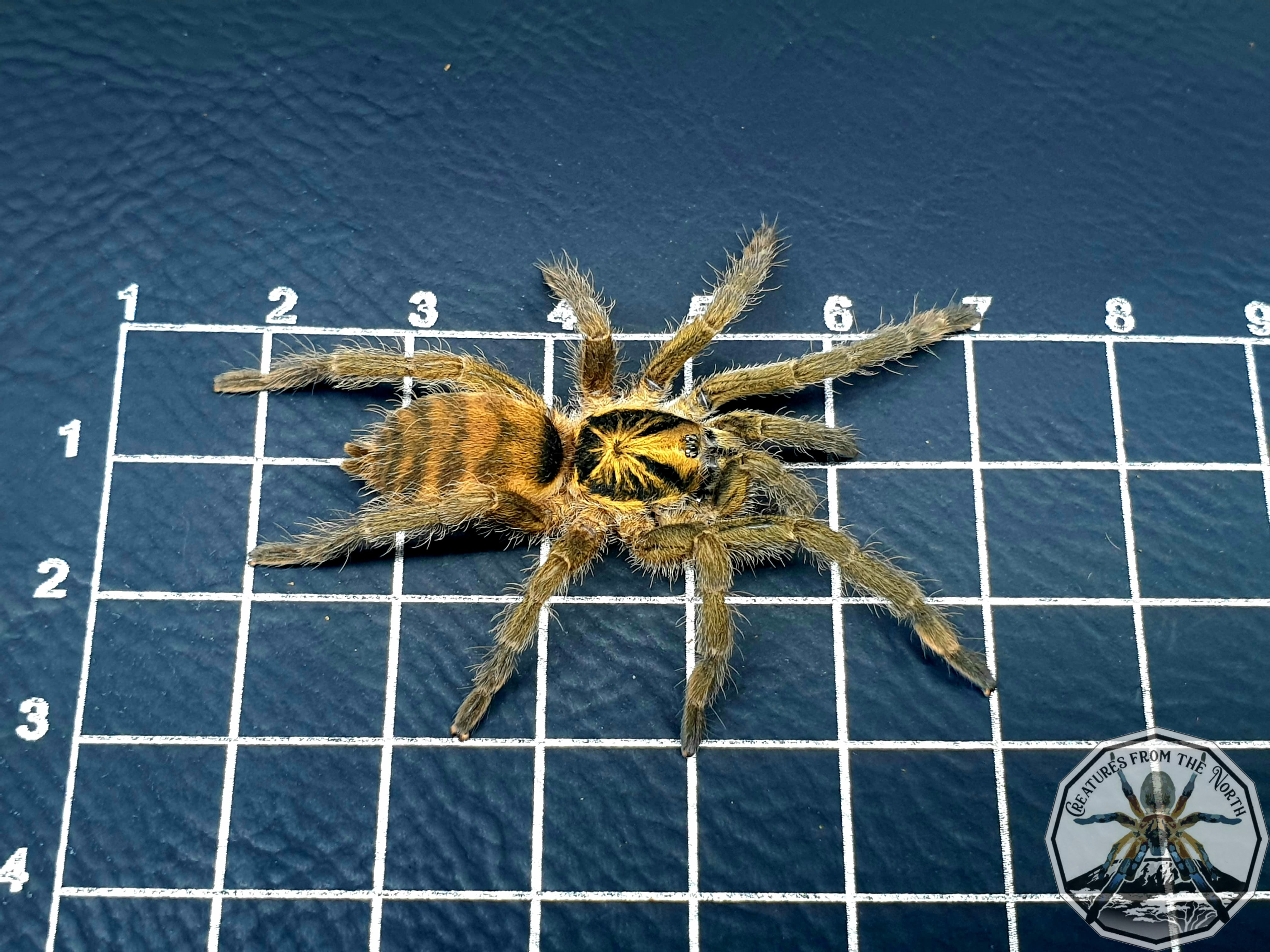 Neoholothele incei classic / Trinidad olive ADULT [AF]