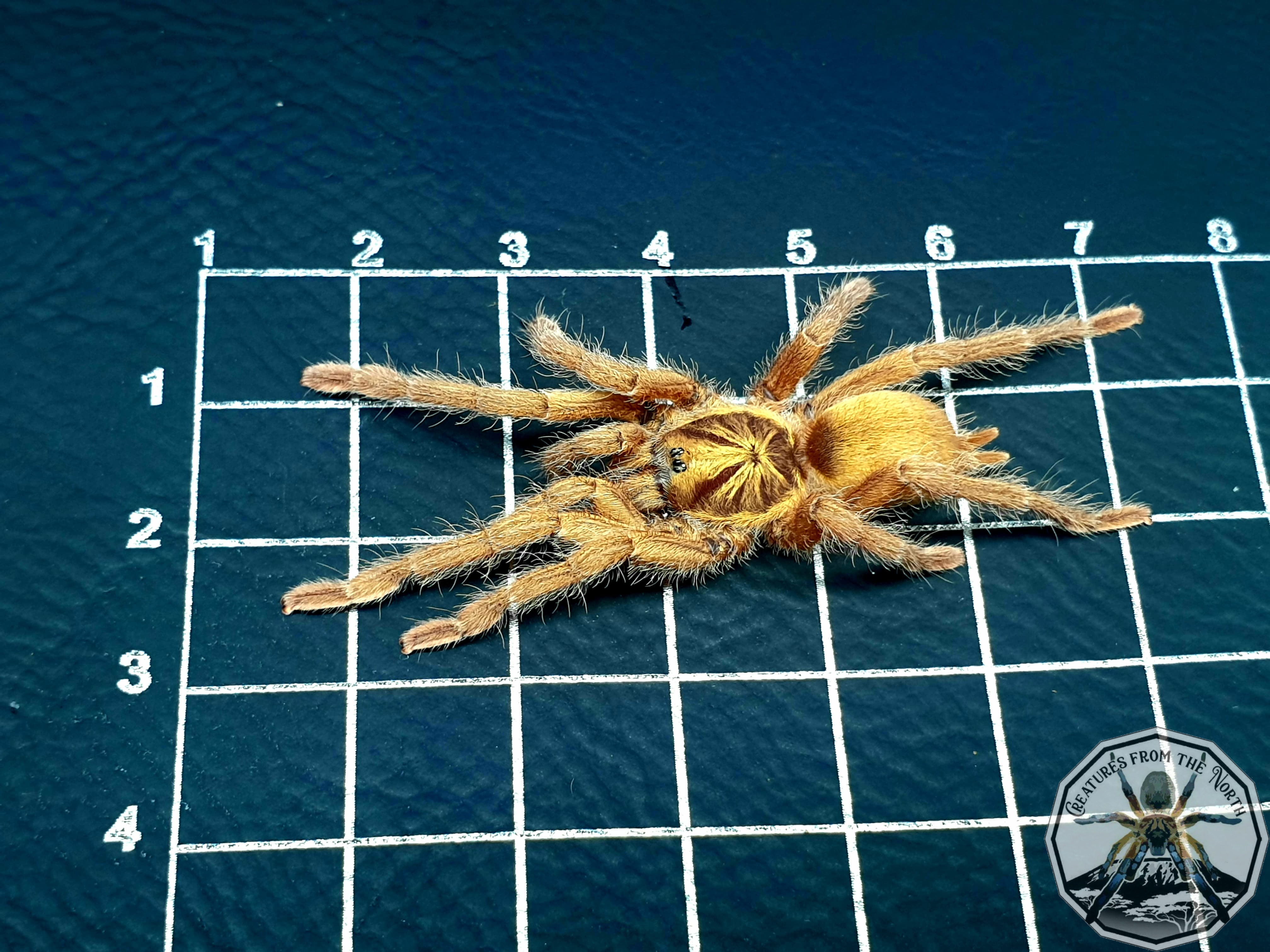 Neoholothele incei gold form / Trinidad olive gold form SUB ADULT ...