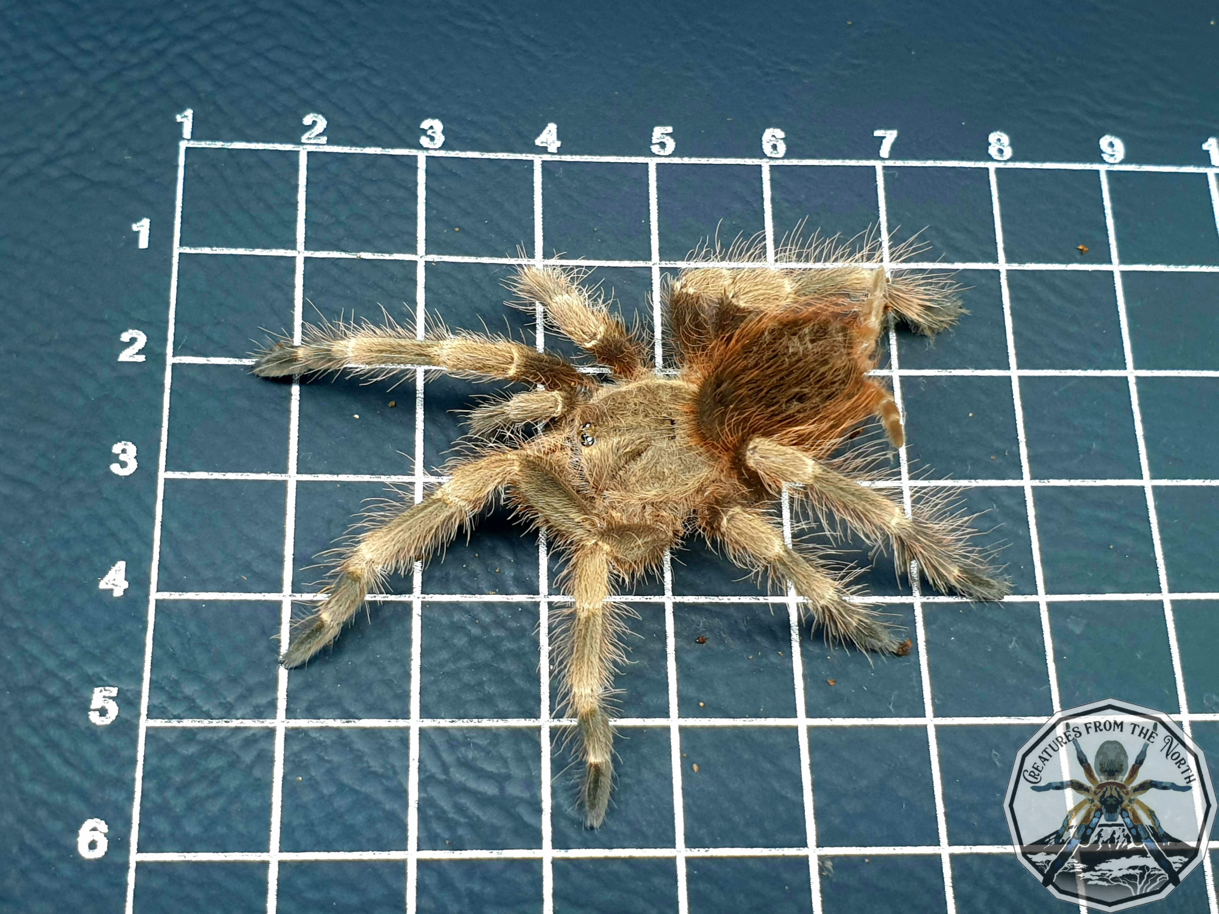 Nhandu tripepii / Brazilian giant blonde 3. cm body [F]