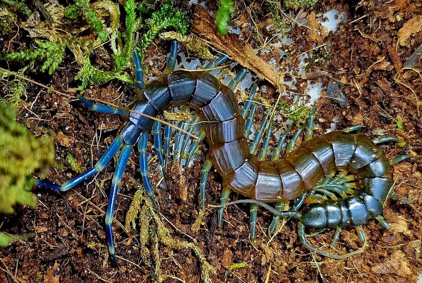 Rhysida sp Borneo or Ethmostigmus sp Borneo 7-10 cm