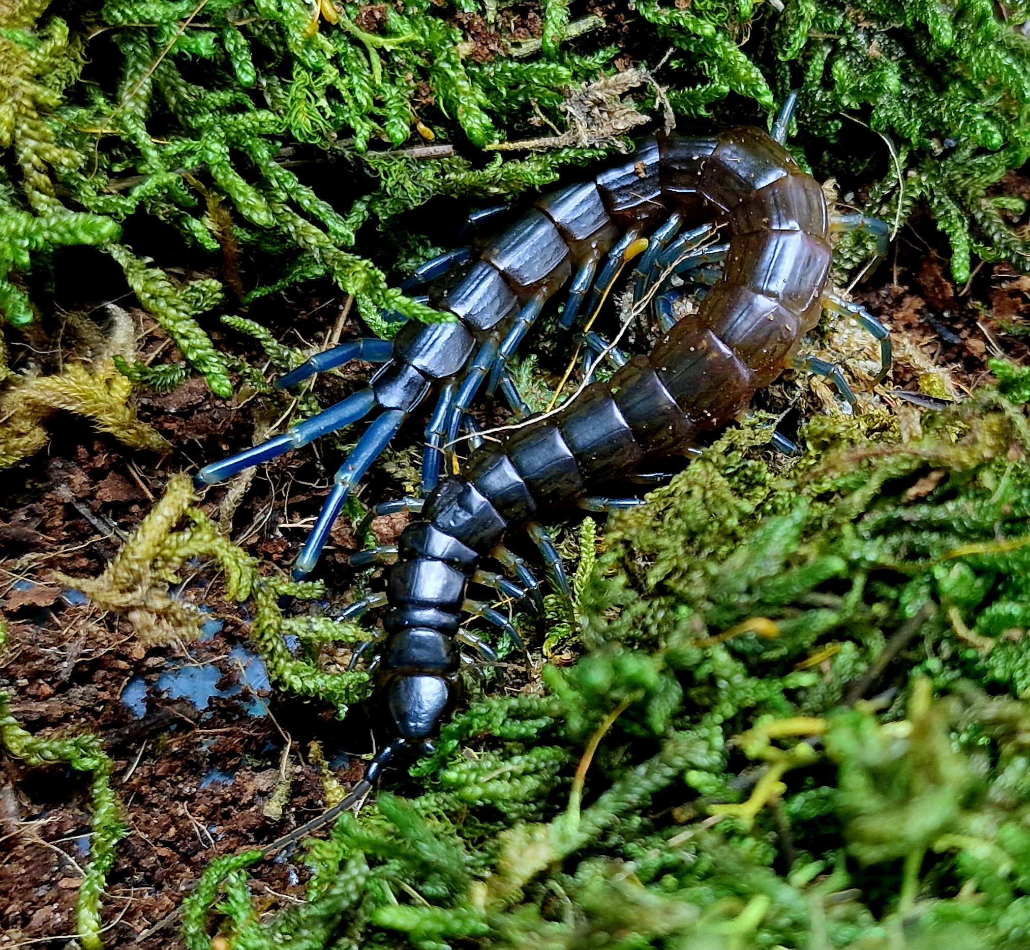Rhysida sp Borneo or Ethmostigmus sp Borneo 16-20cm ADULT
