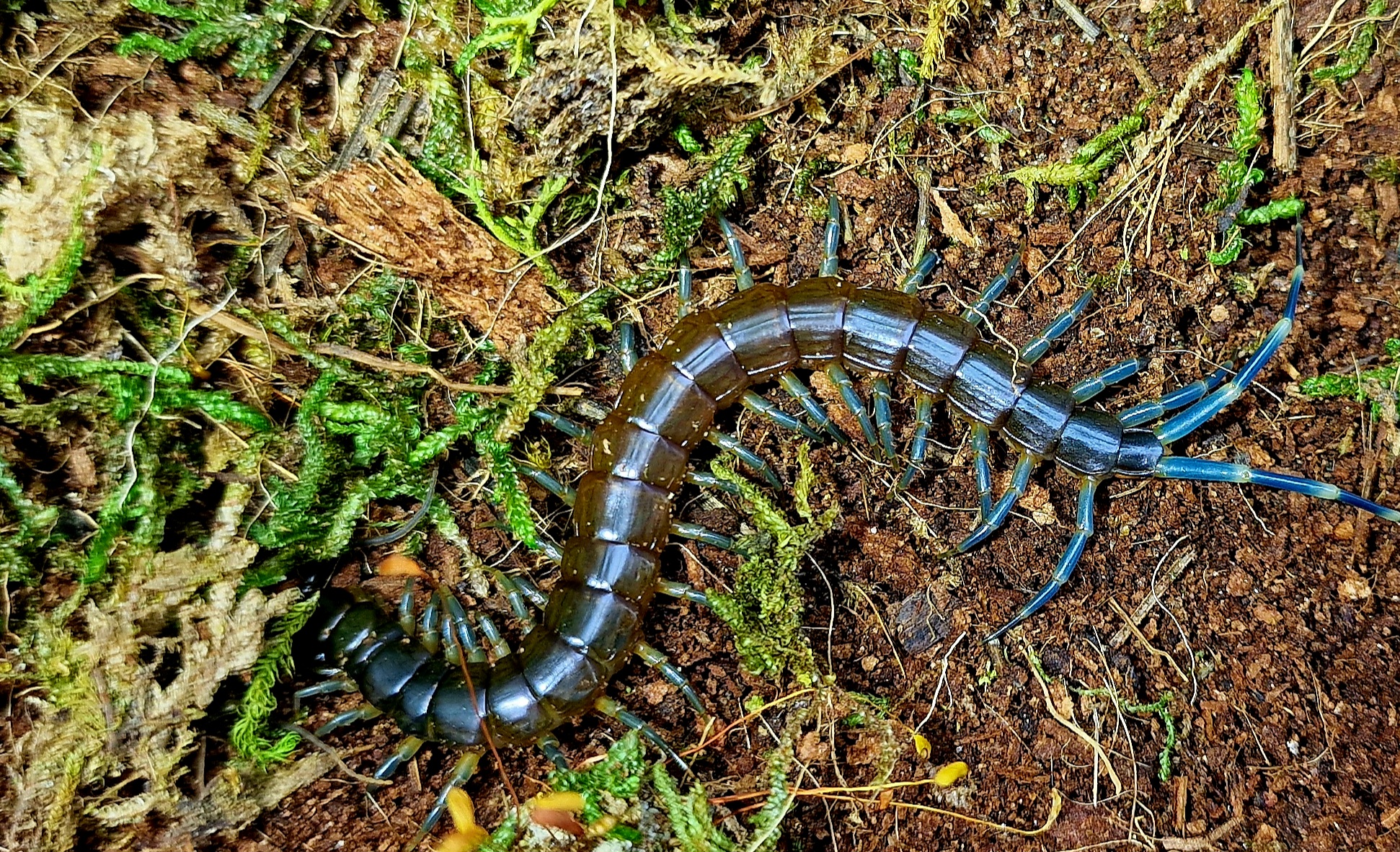Rhysida sp Borneo or Ethmostigmus sp Borneo 16-20cm ADULT