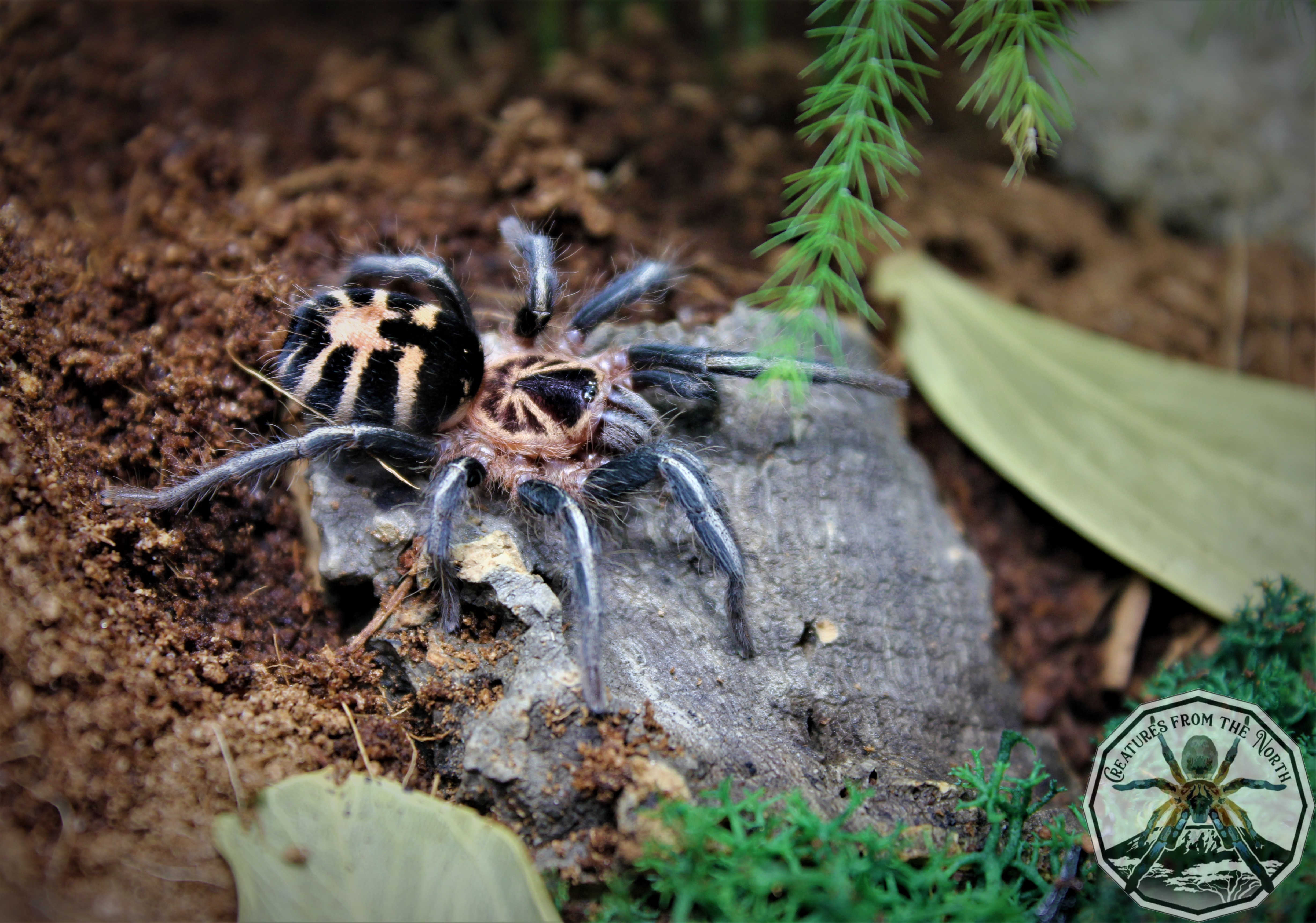 Cyriocosmus leetzi /Columbia dwarf tiger 2fh (1cm)