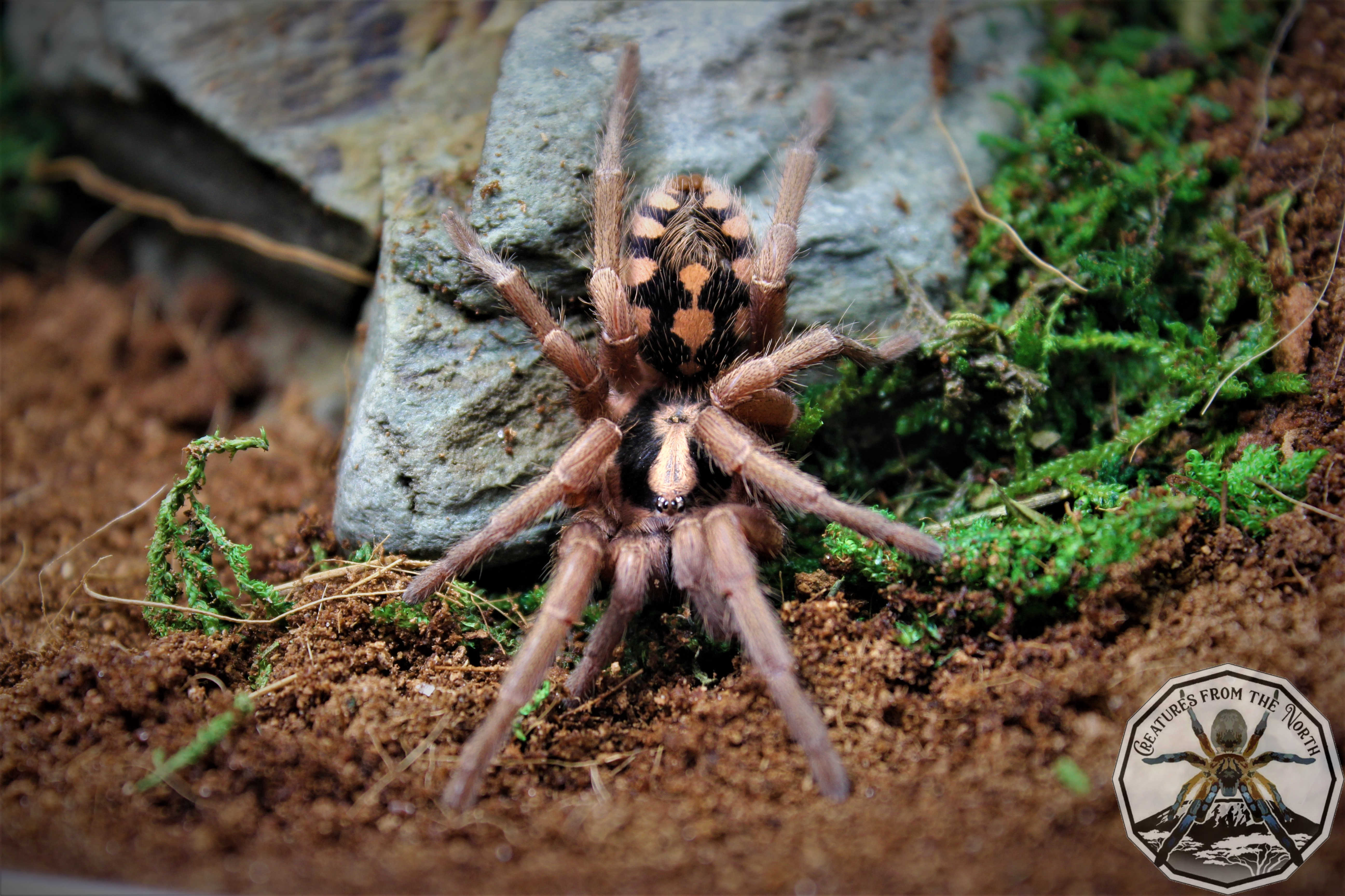 Hapalopus formosus / Pumpkin patchYoung female [F] 4-5cm
