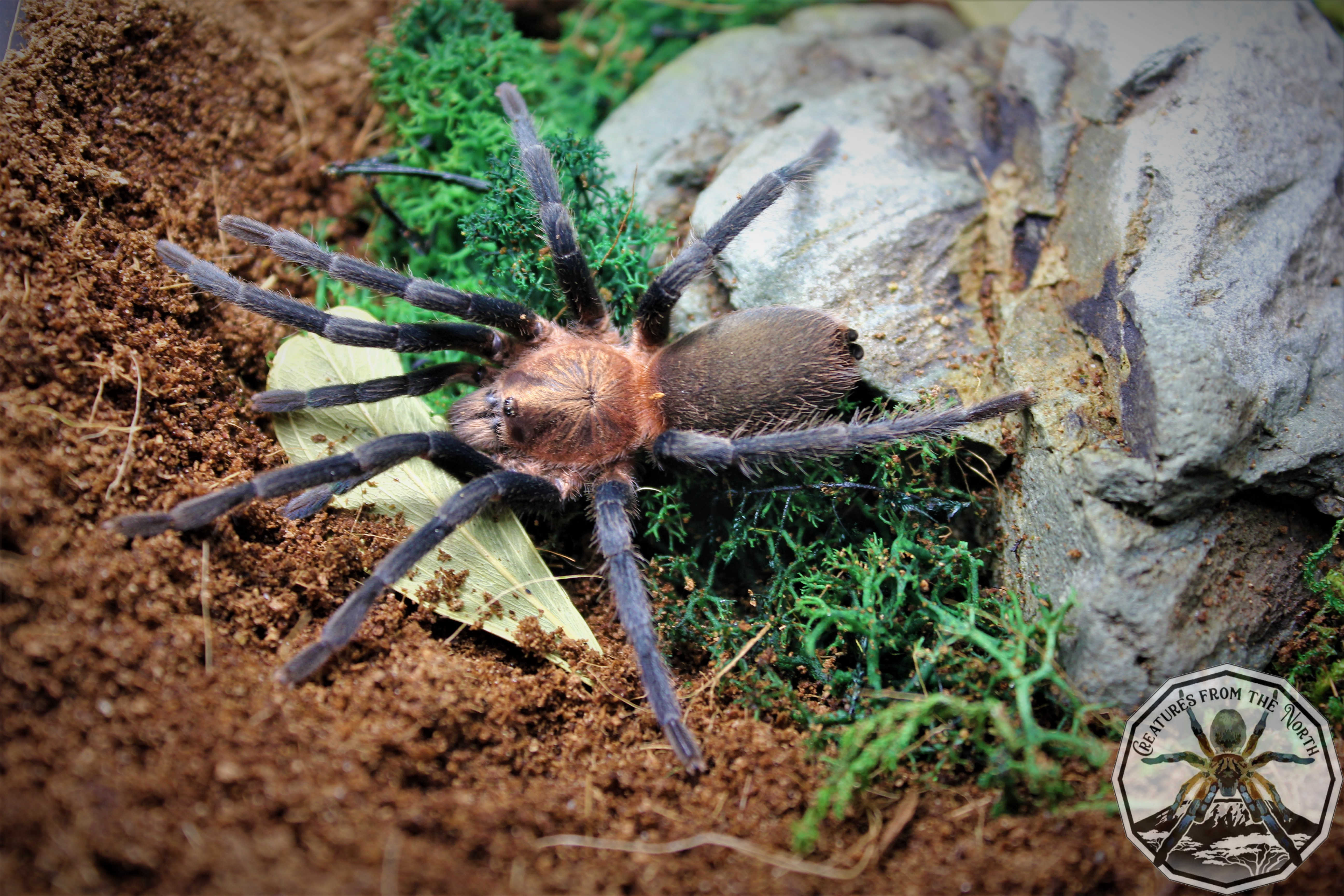 Holothele longipes/ Dwarf pink tarantula 2fh (1cm)