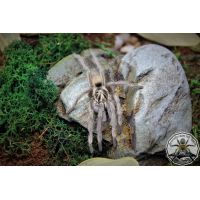 Neoholothele incei het gold /Trinidad olive Het gold color form 3fh 2cm