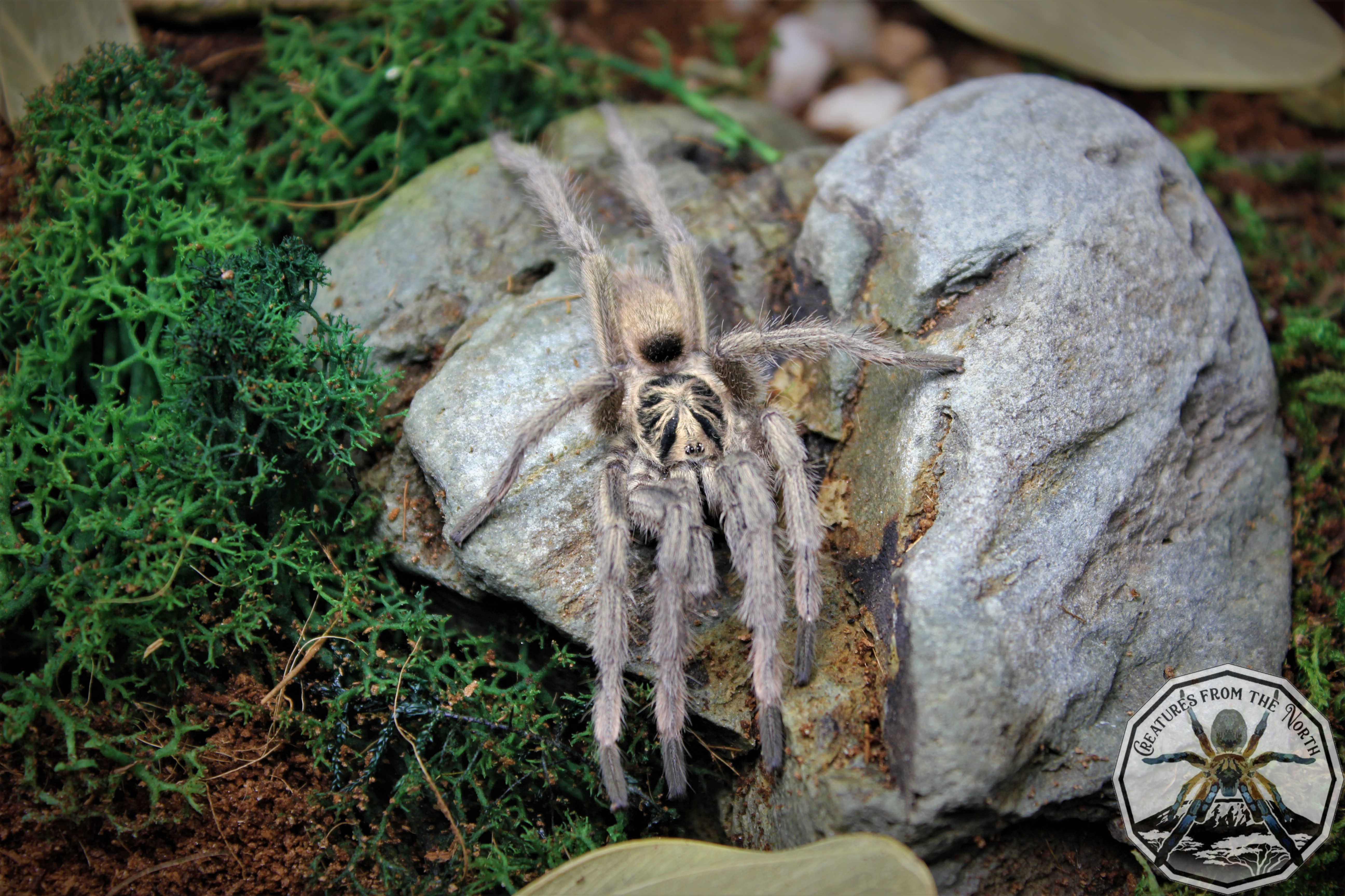 Neoholothele incei het gold /Trinidad olive Het gold color form 3fh 2cm