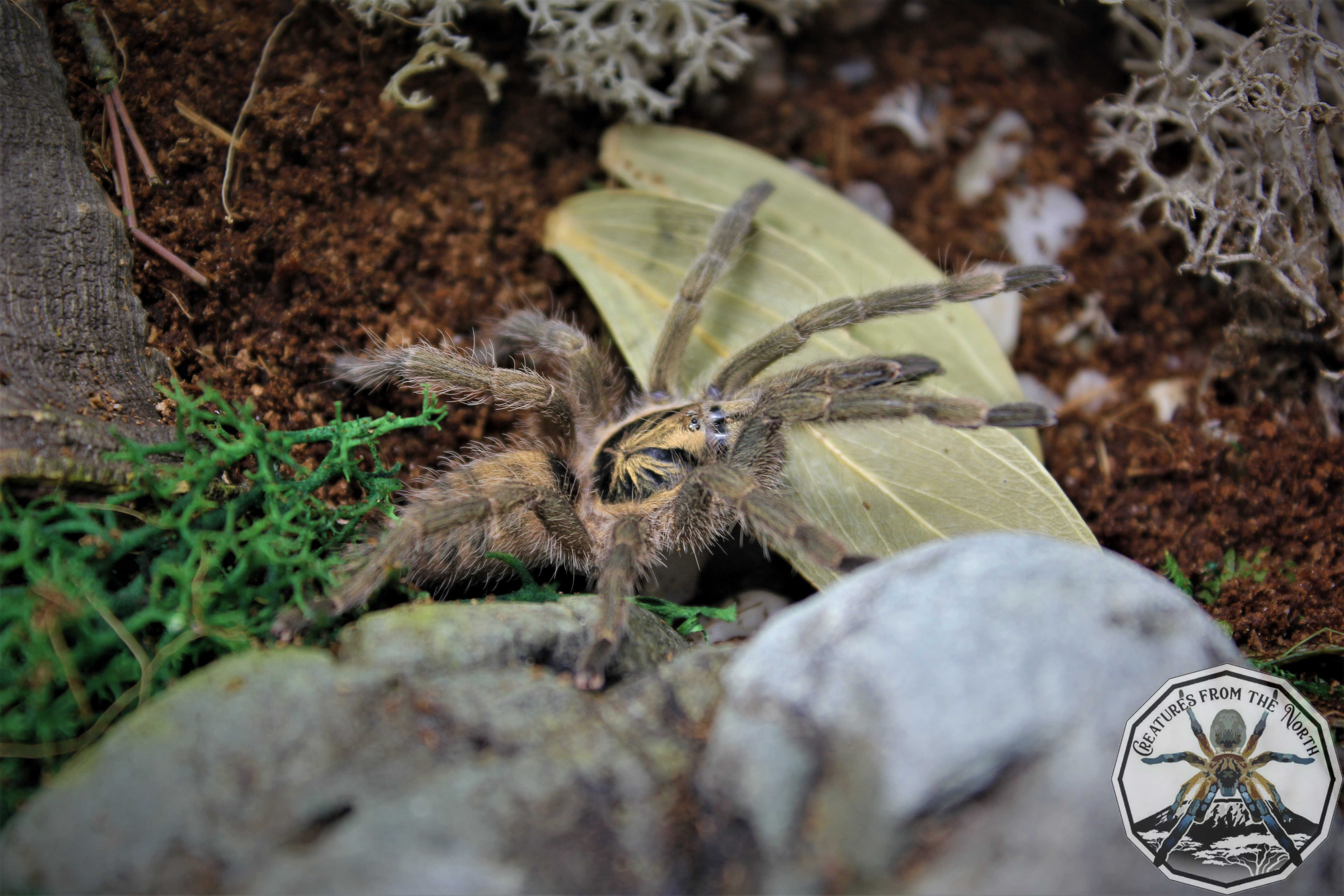 Neoholothele incei het gold /Trinidad olive Het gold color form 3fh 2cm