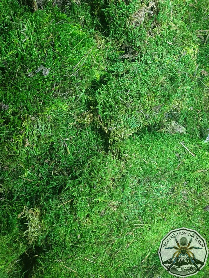 Prepared evergreen moss