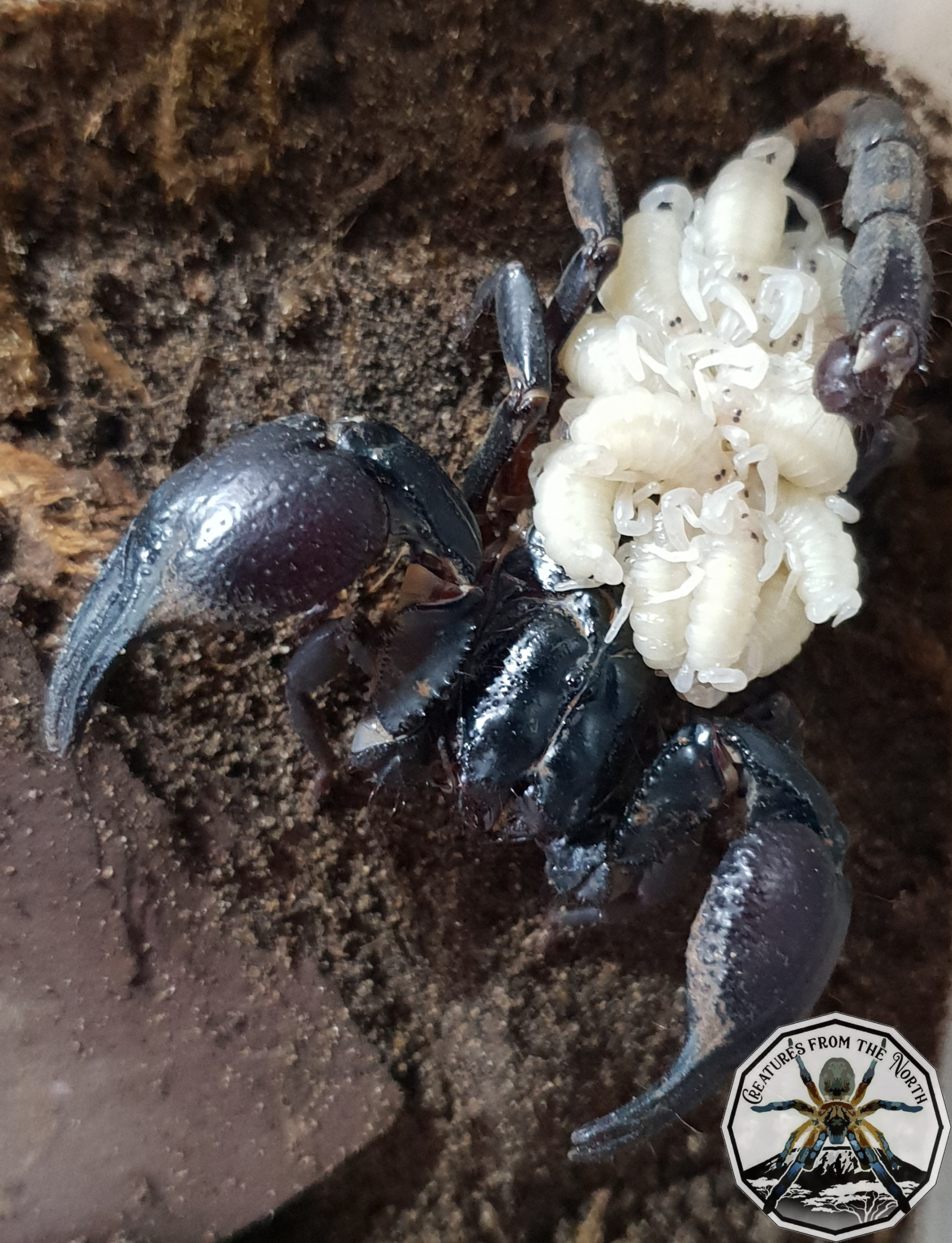 Heterometrus longimanus 2fh