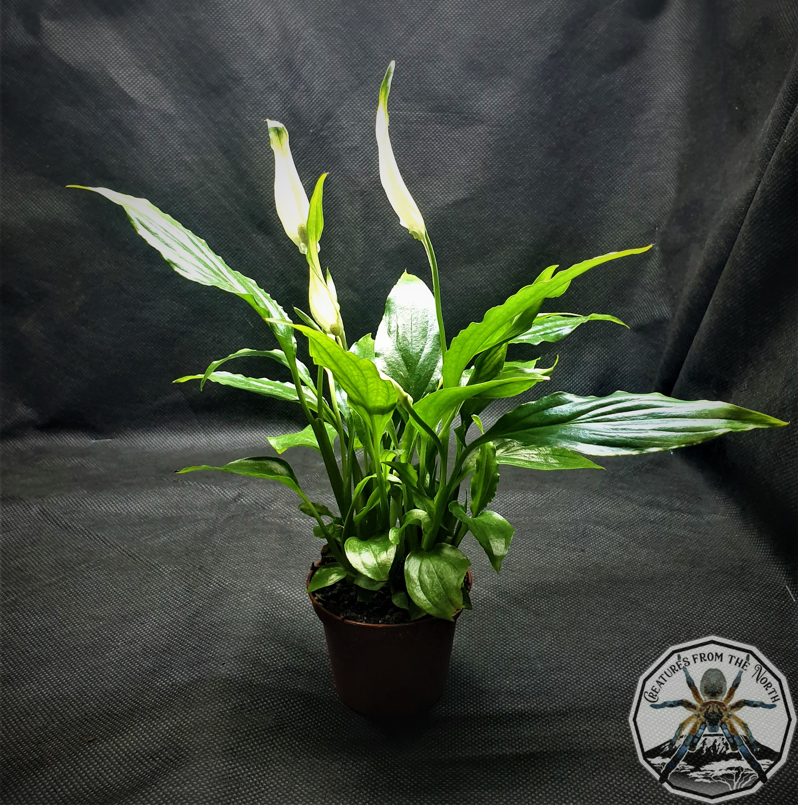 Spathiphyllum