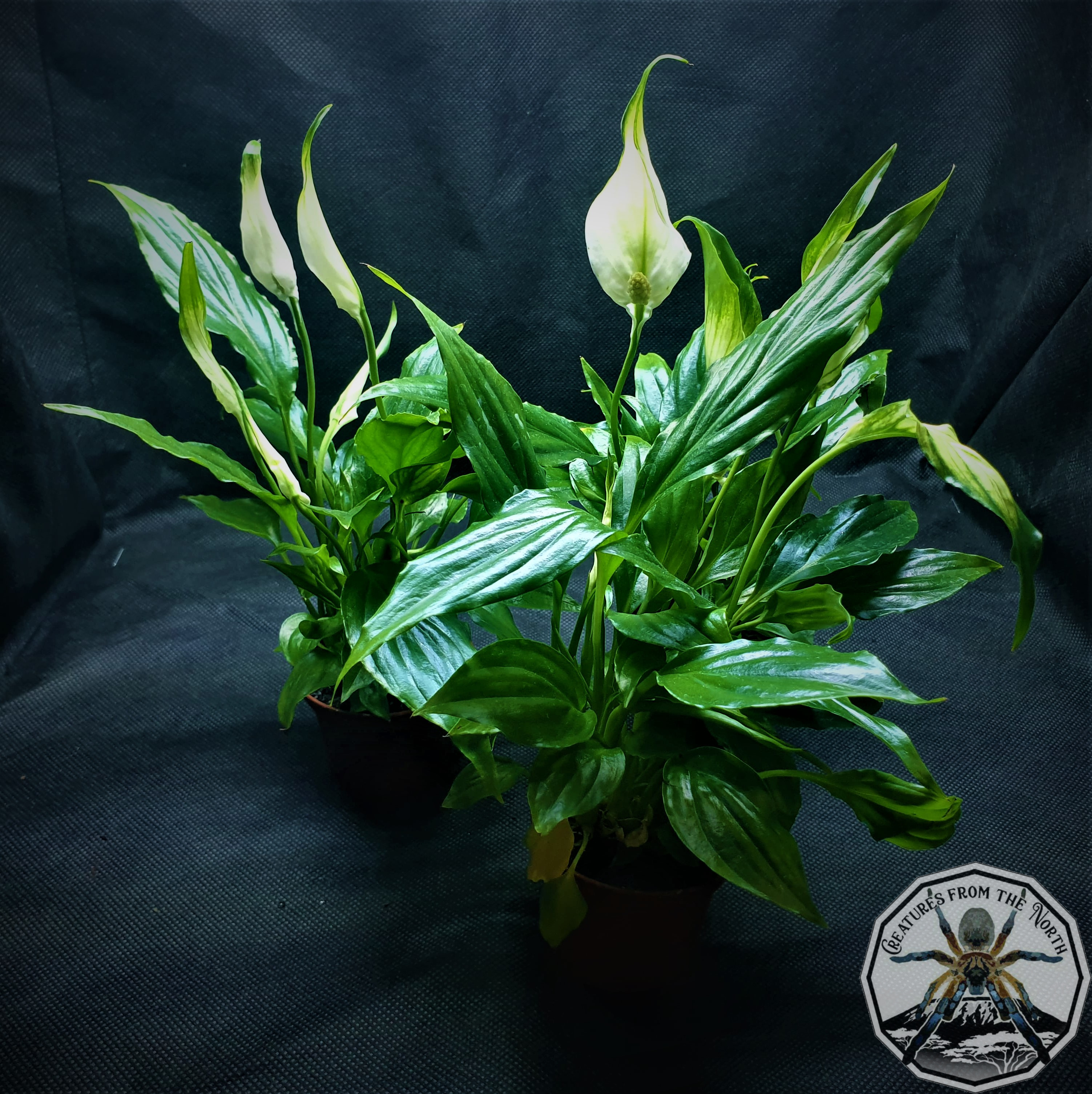Spathiphyllum